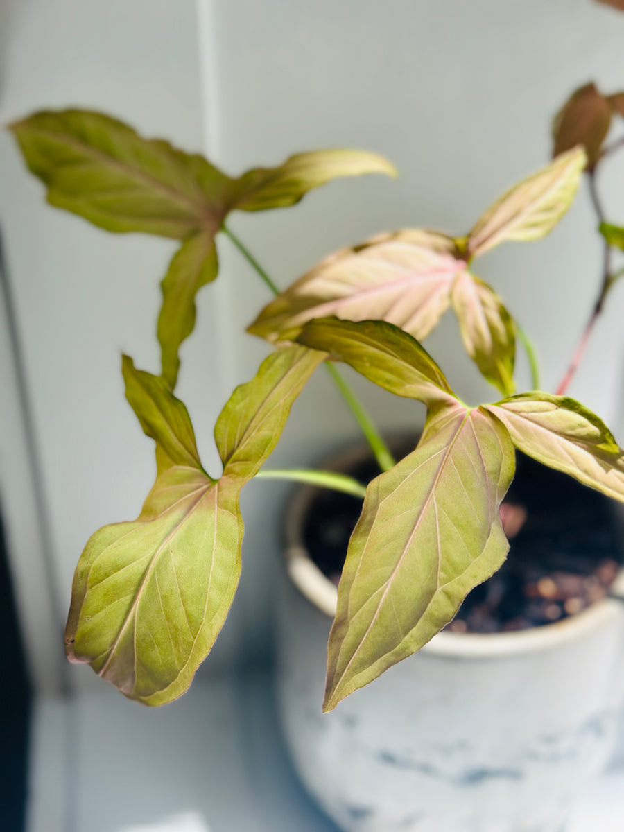 Syngonium Podophyllum "Pink Arrow” – RootsandFlora