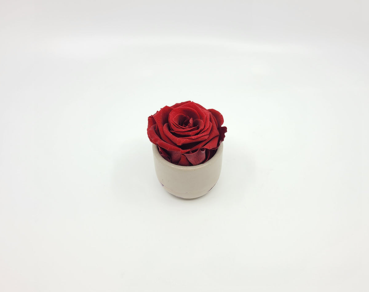 Single red preserved rose – RootsandFlora
